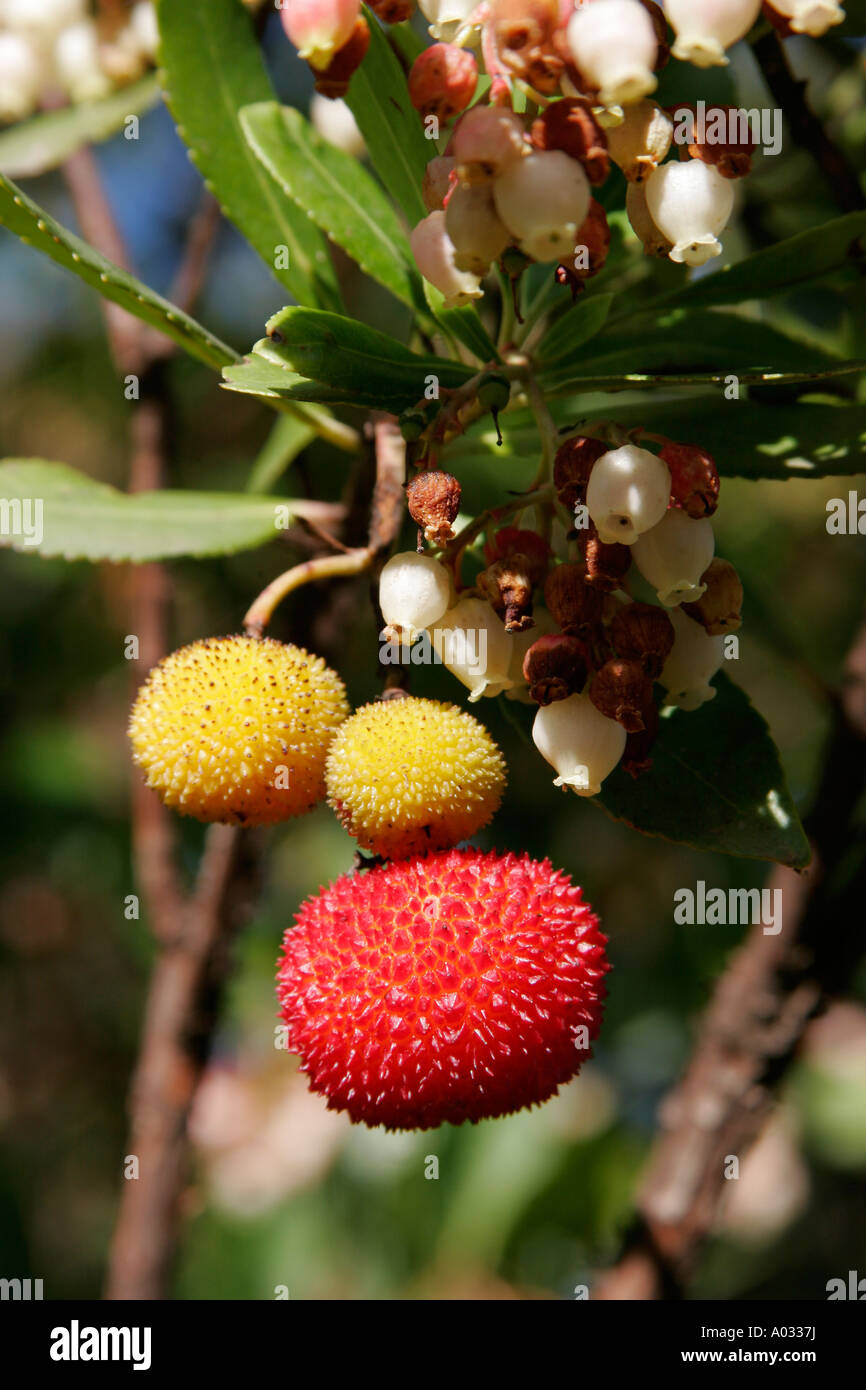 Hanging strawberry flowers hi-res stock photography and images - Alamy