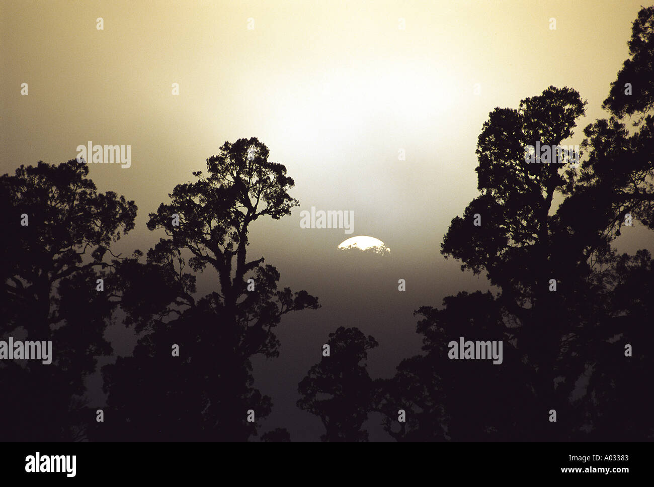 Rimu Forest High Resolution Stock Photography and Images - Alamy