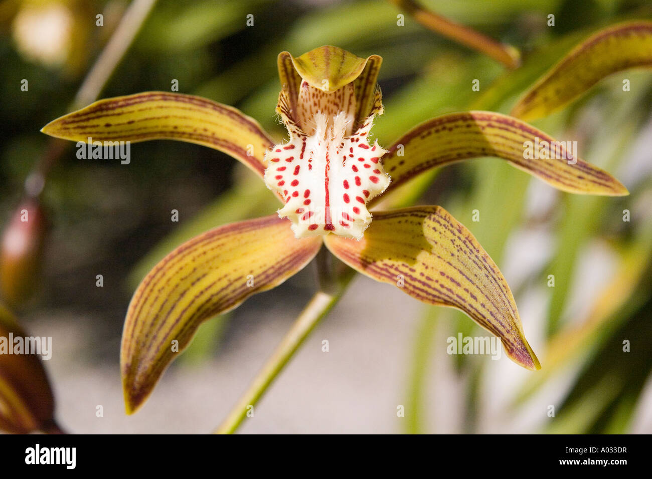 Orchid museum hi-res stock photography and images - Alamy