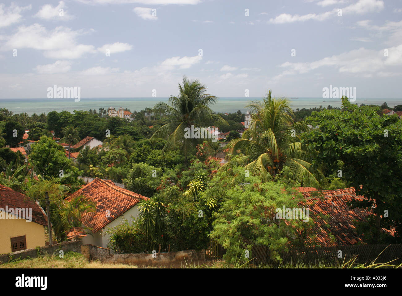 Recife forest hi-res stock photography and images - Alamy