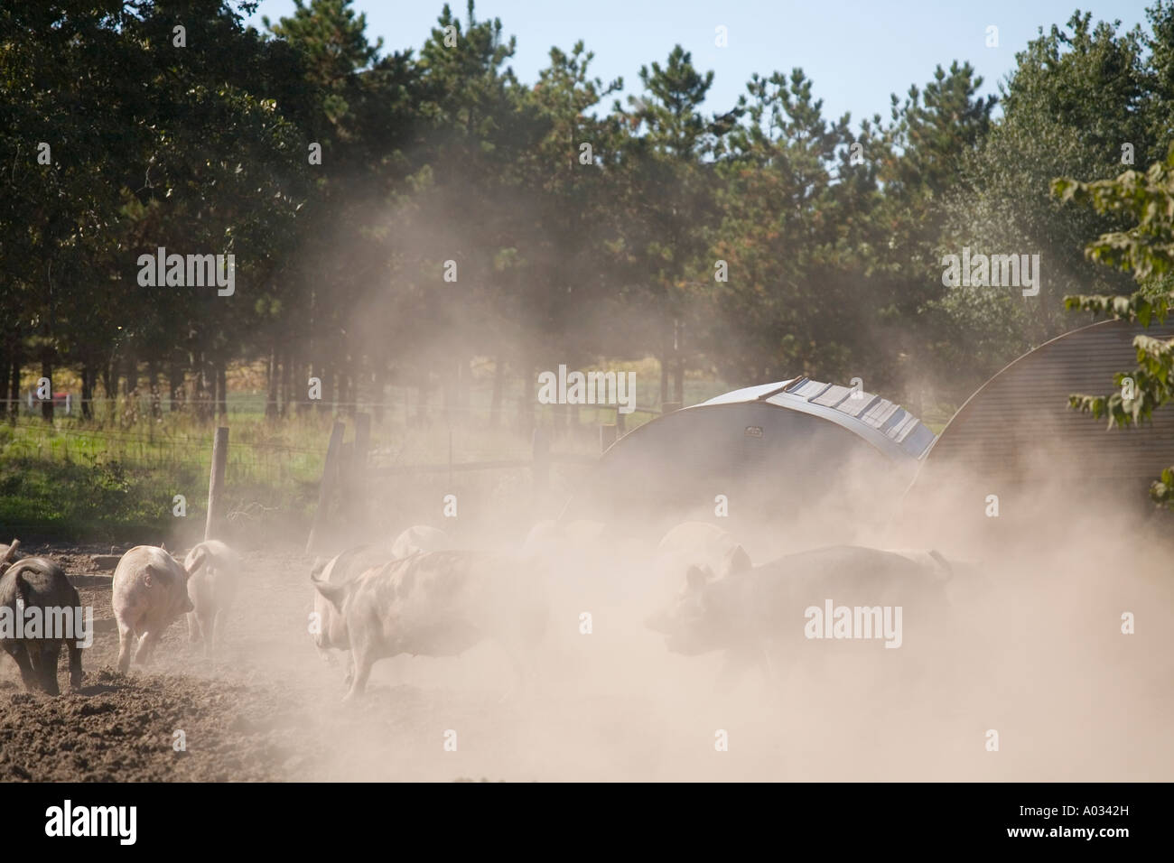 Pigs states hi-res stock photography and images - Alamy