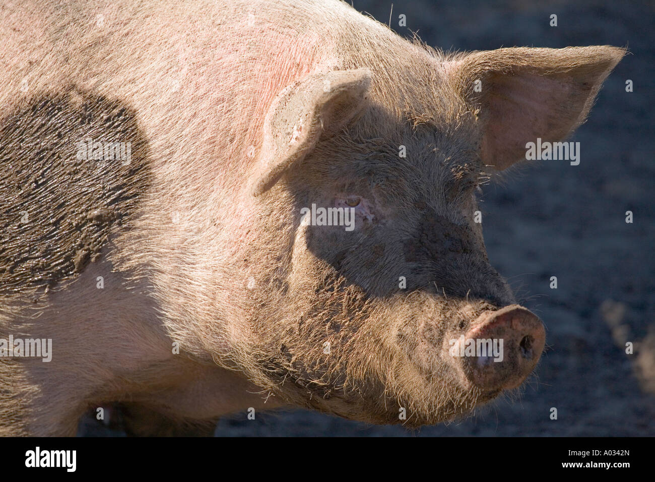 ILLINOIS McHenry County Face of hog in outdoor pen floppy ears and ...