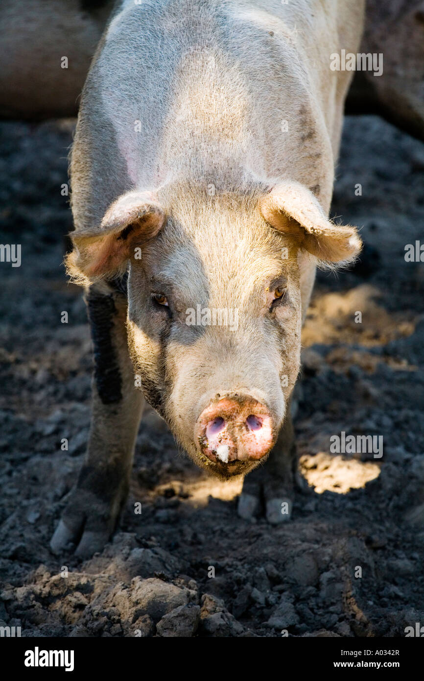 Pig with floppy ears hi-res stock photography and images - Alamy