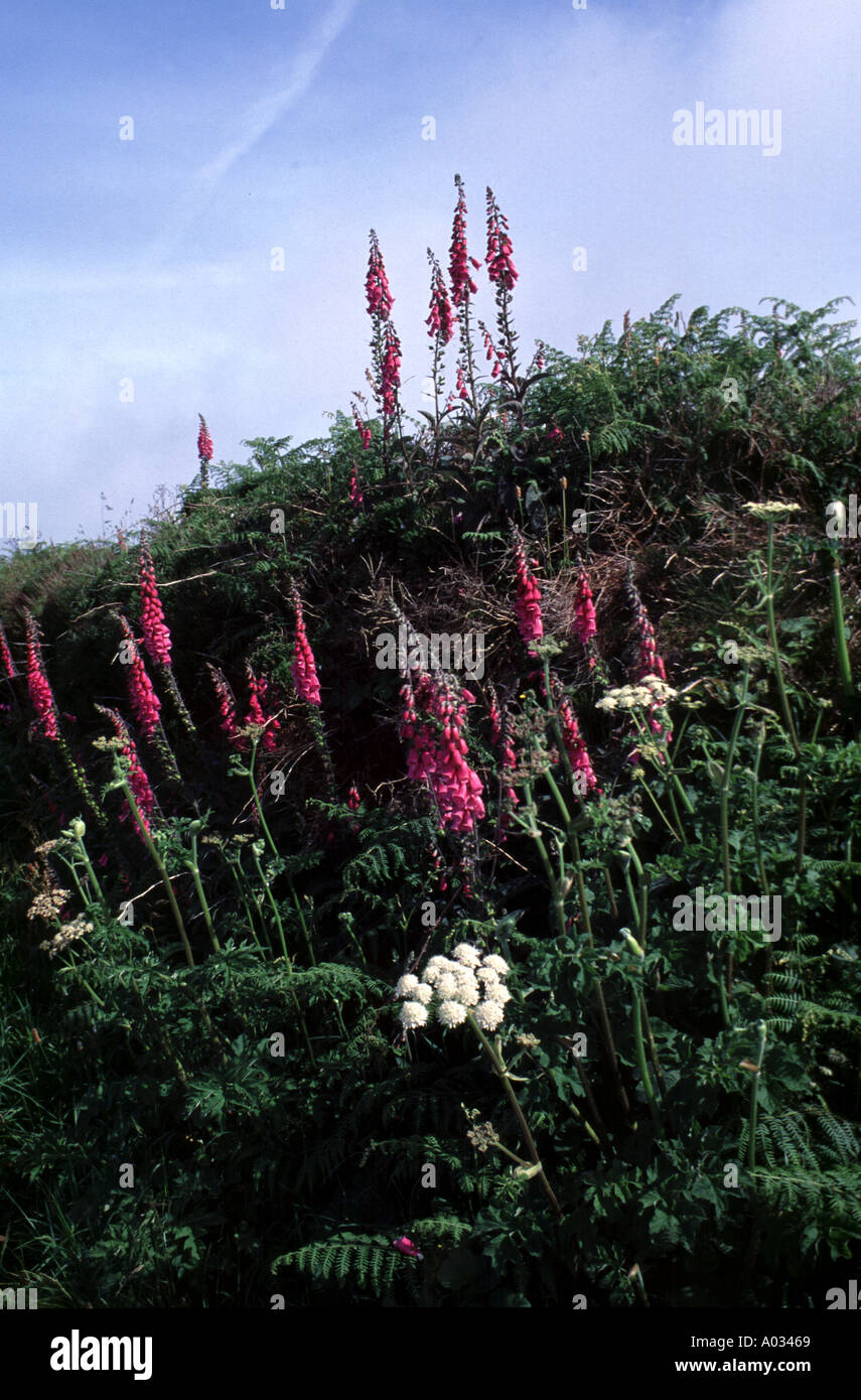Traditional cornish hedge hi-res stock photography and images - Alamy