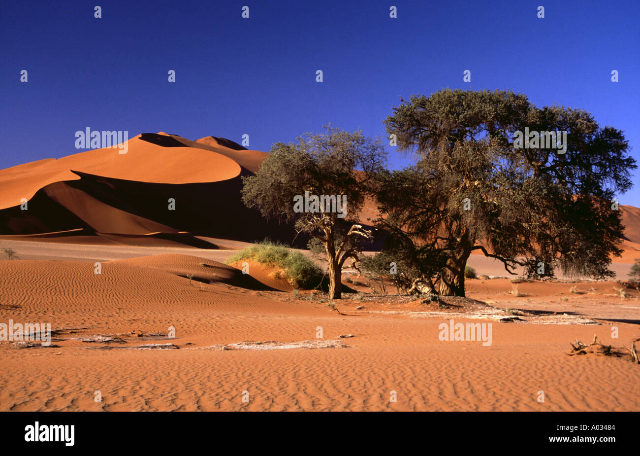 Africa Namibia Namib desert trees wandering dune sand survival ...