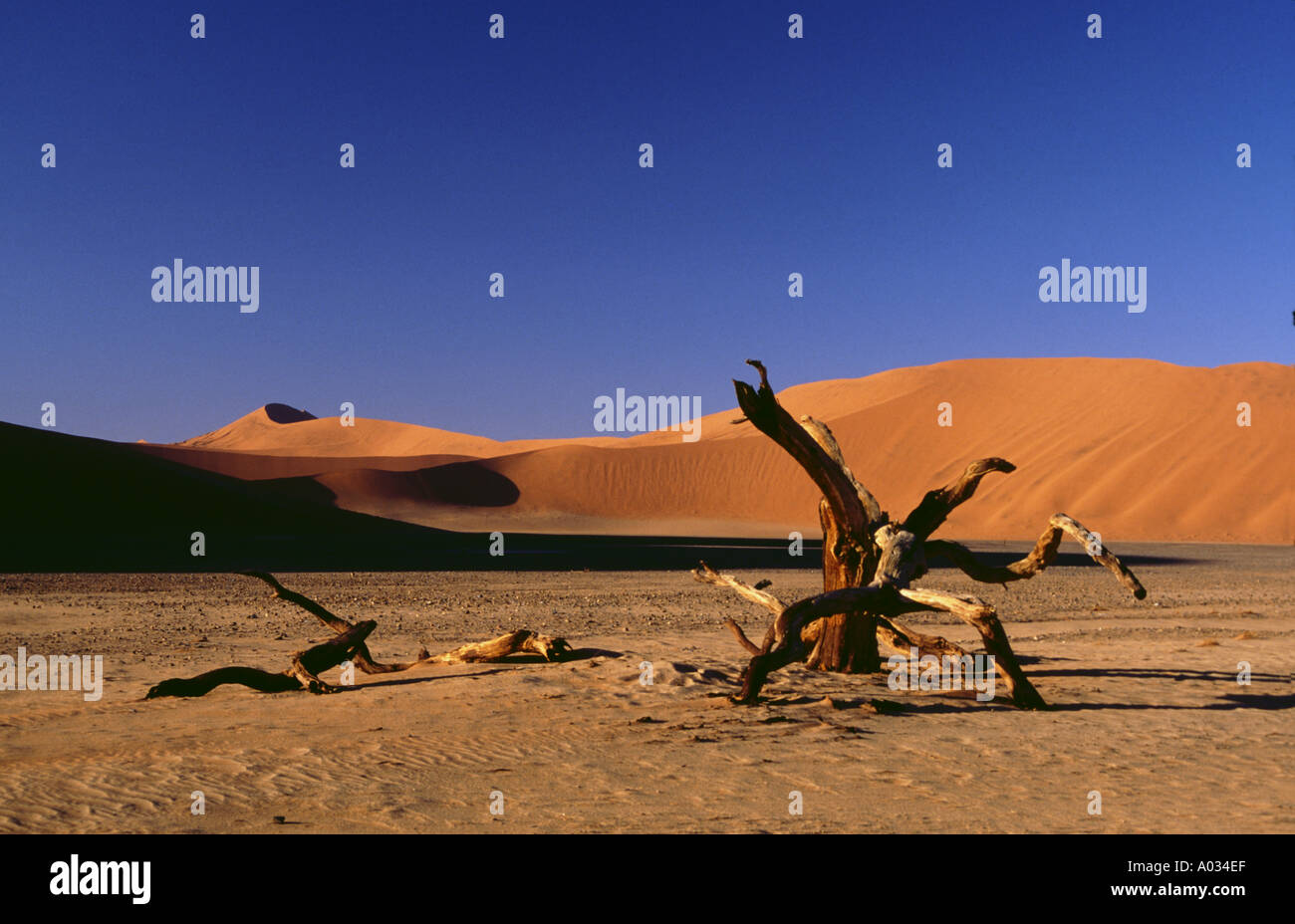 Namibia dead tree at Namib Naukluft Park Sesriem Sossusvlei Stock Photo ...