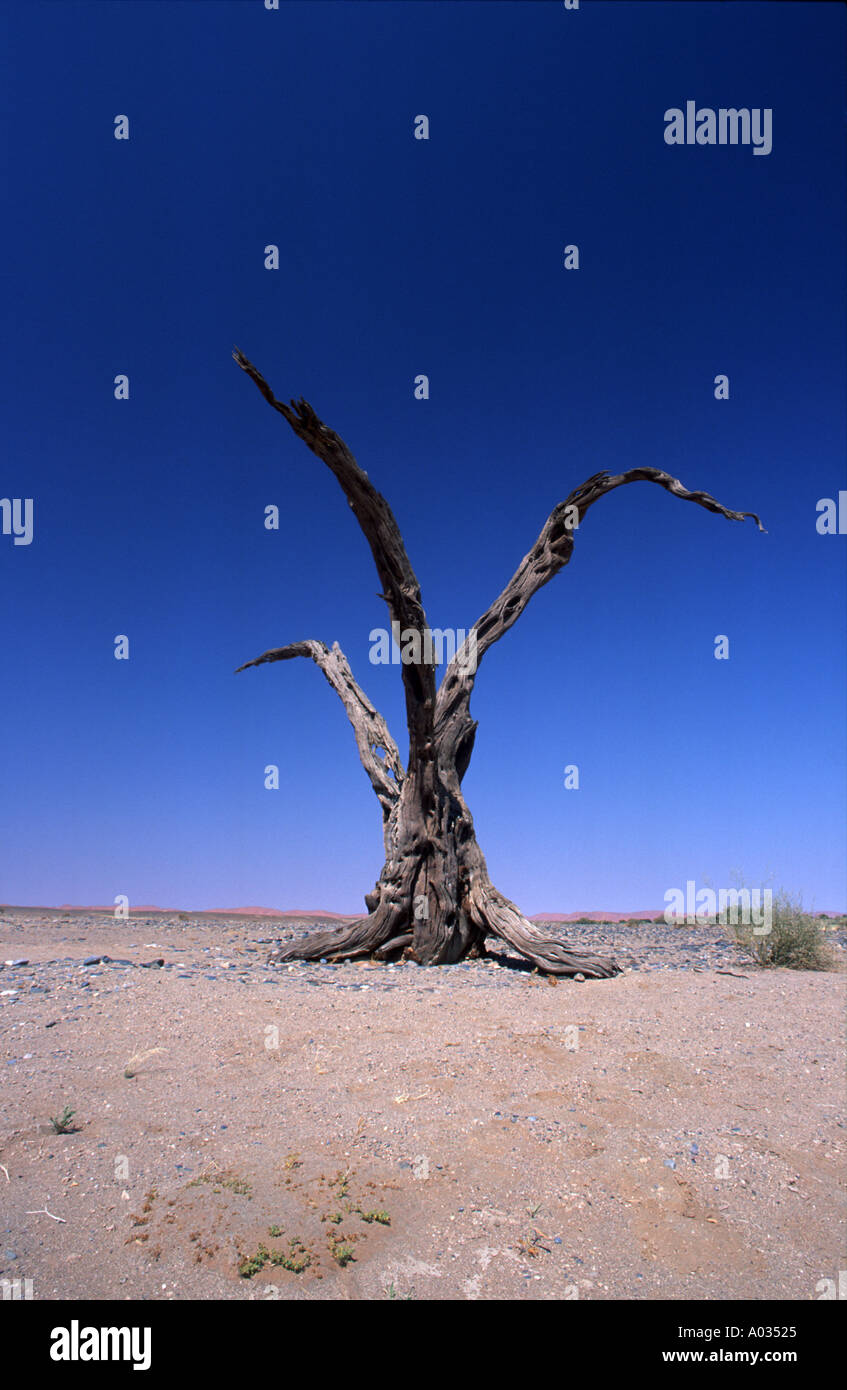 Dead tree Namib Naukluft Park Namibia 2000 Stock Photo - Alamy