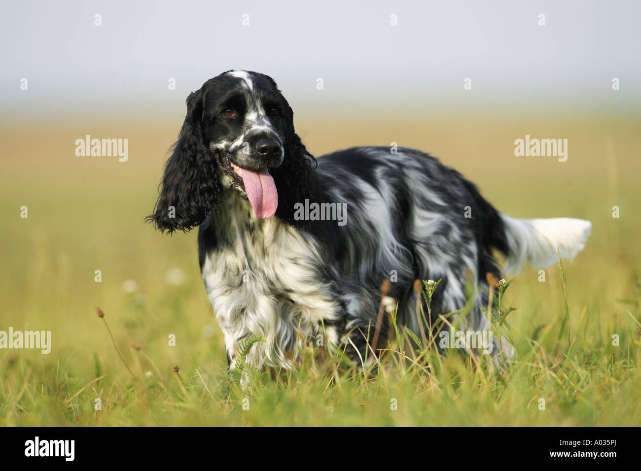 English cockers spaniels hi-res stock photography and images - Alamy