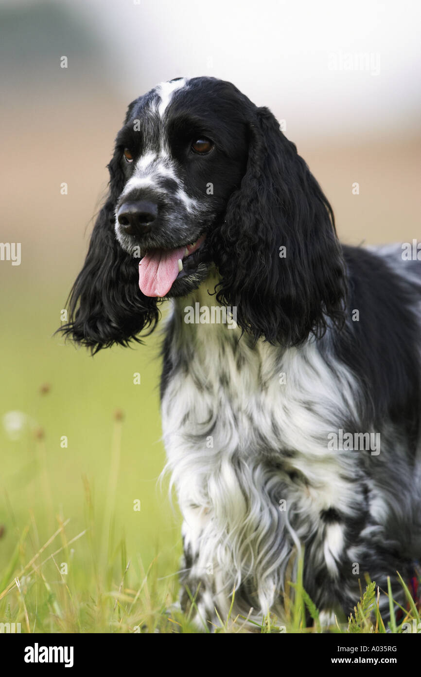 Cocker spaniels hi-res stock photography and images - Alamy