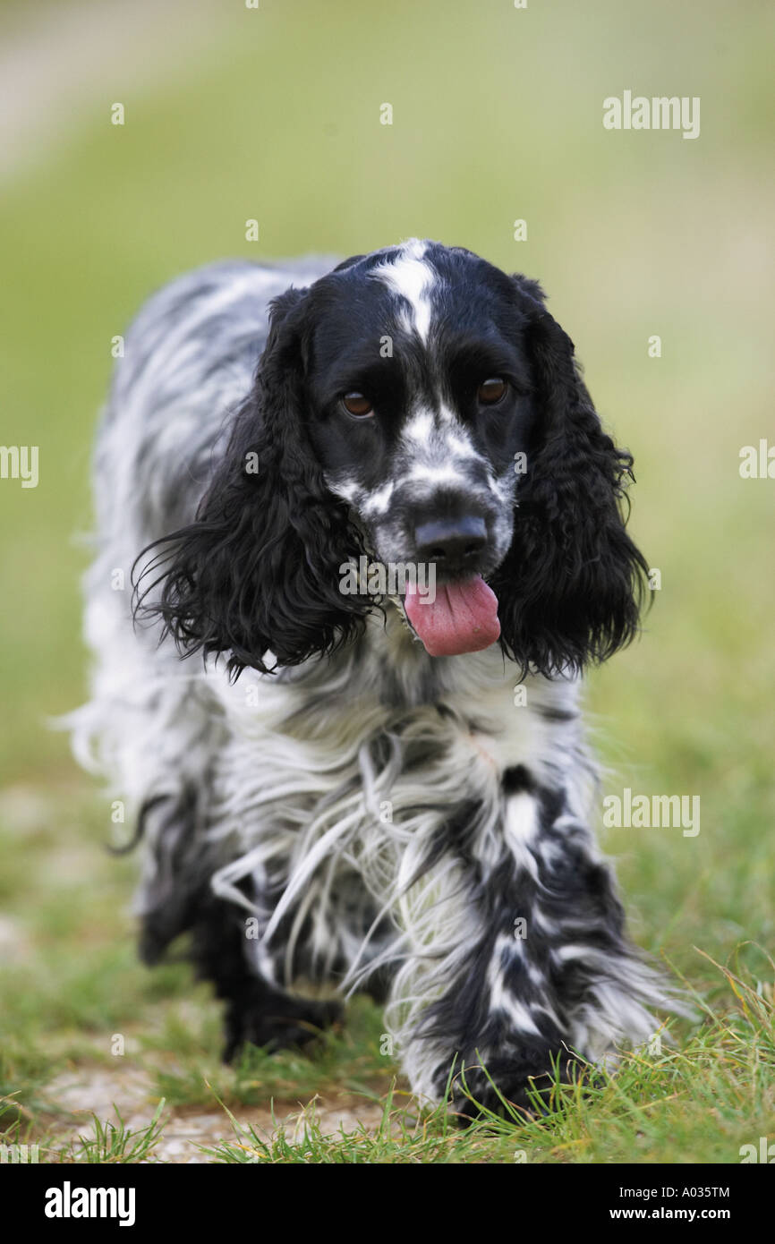 English cockers spaniels hi-res stock photography and images - Alamy
