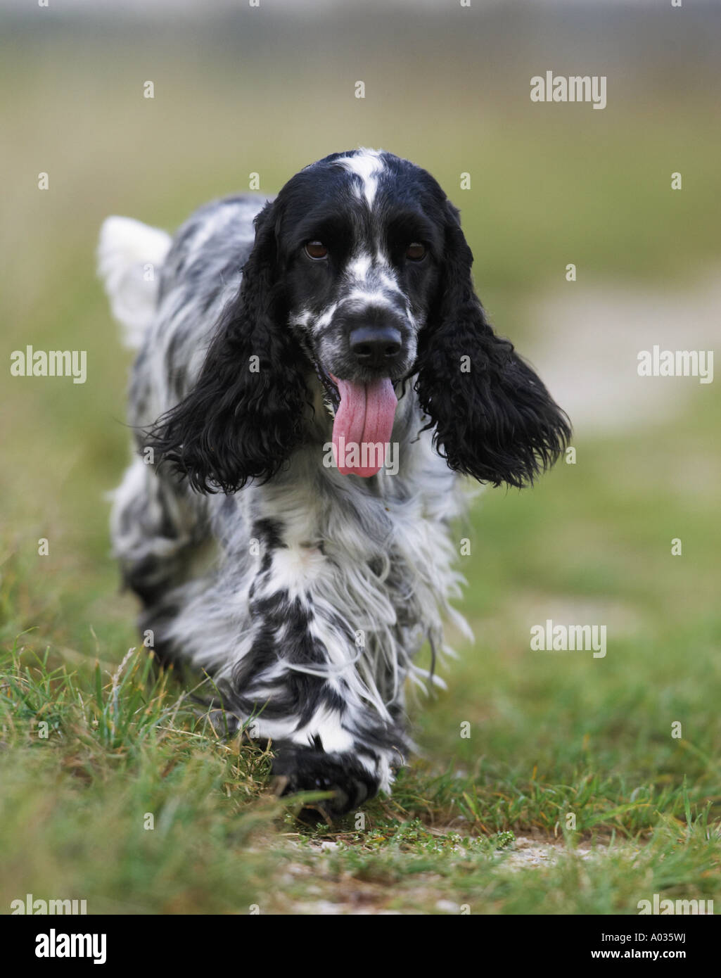 English cockers spaniels hi-res stock photography and images - Alamy