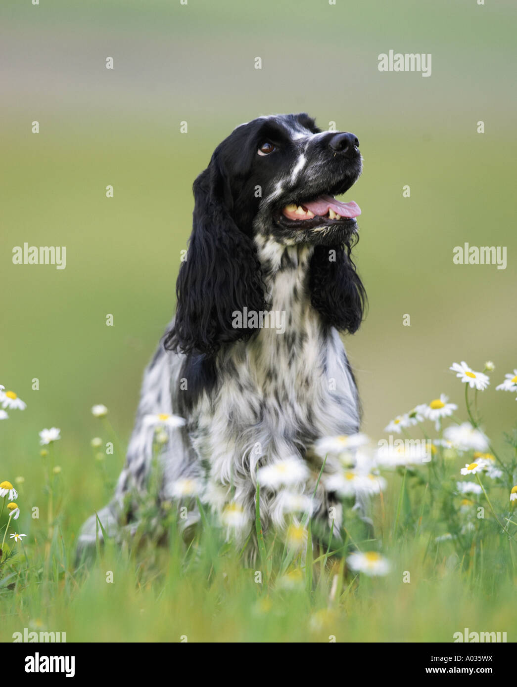 English cockers spaniels hi-res stock photography and images - Alamy