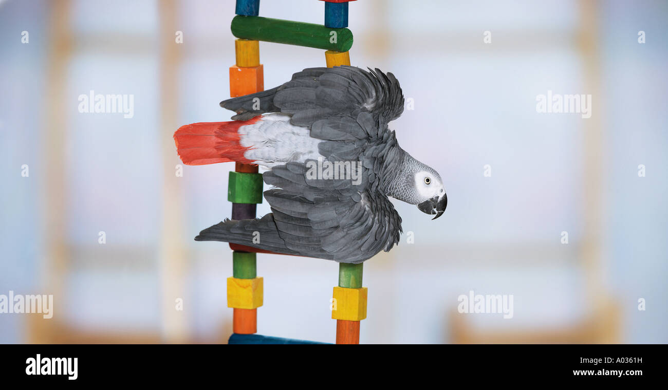 Congo African Grey parrot on ladder Stock Photo - Alamy