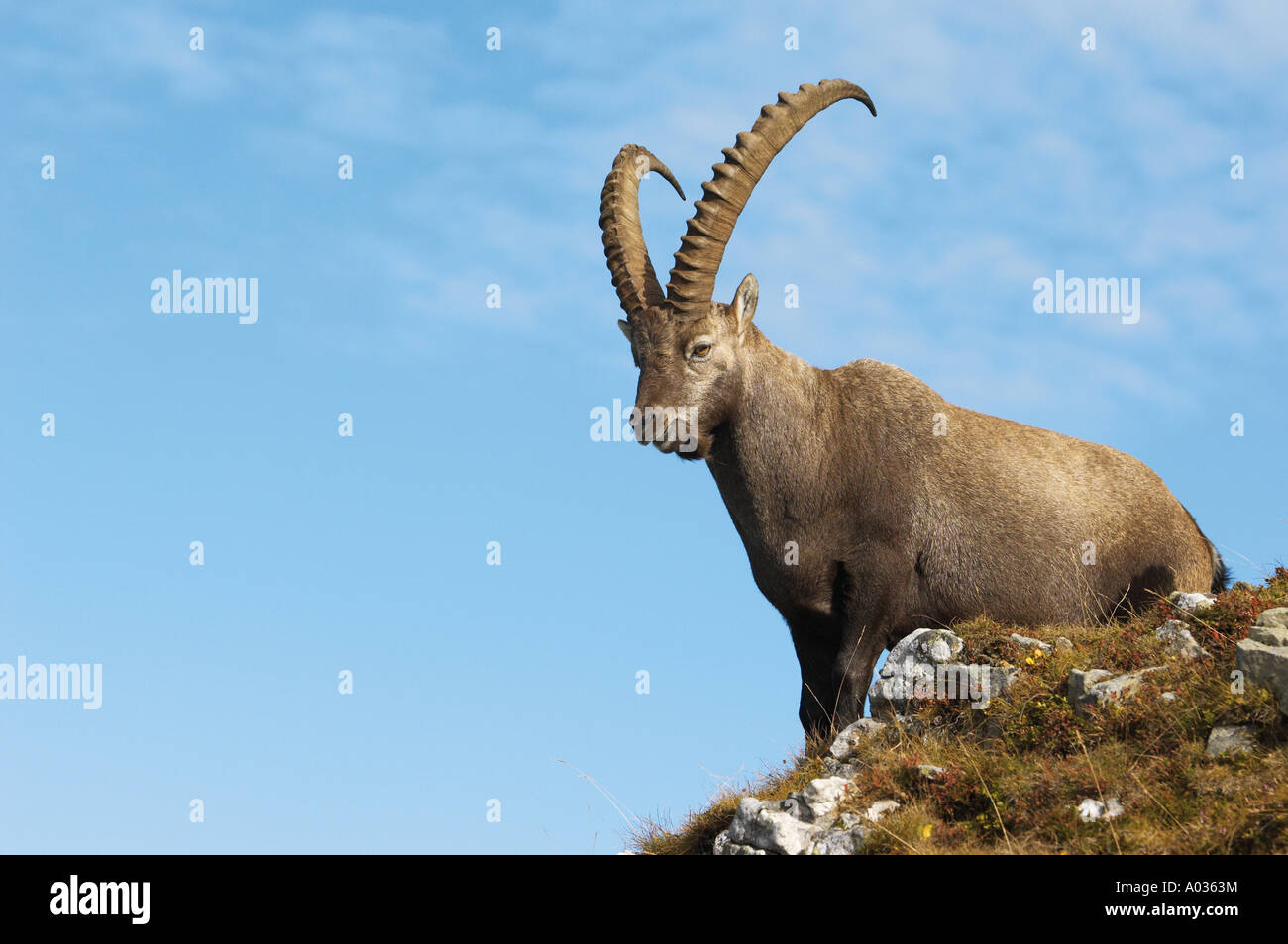 Male ibex capra stands hi-res stock photography and images - Alamy