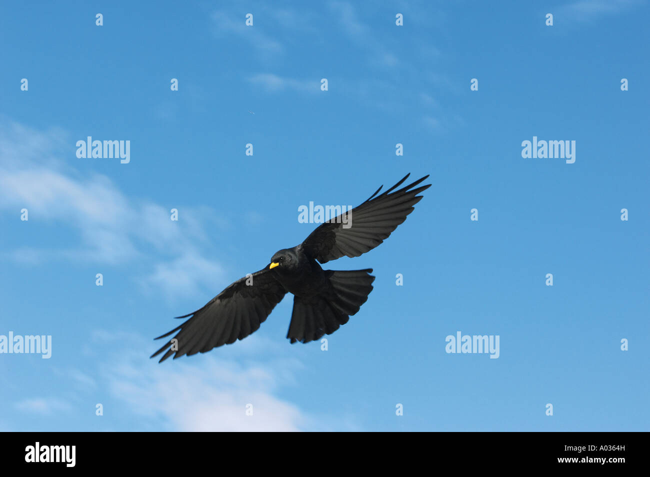 Alpine chough - flying / Pyrrhocorax graculus Stock Photo - Alamy
