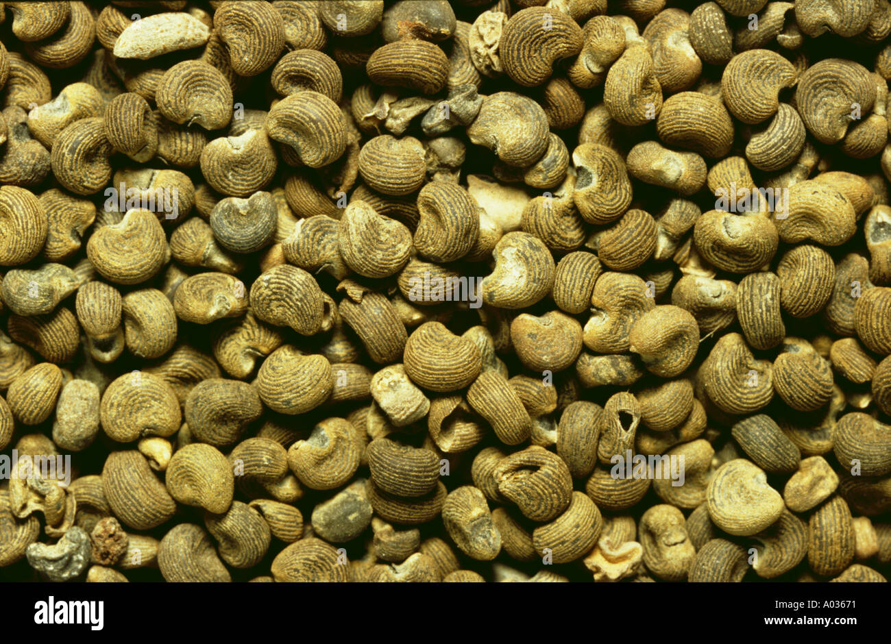 Hibiscus abelmoschus hi-res stock photography and images - Alamy