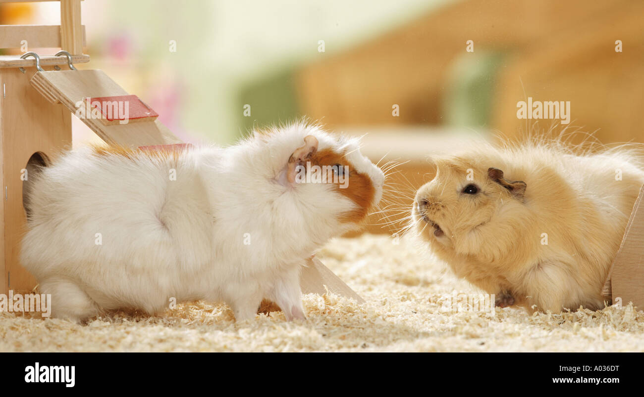 two guinea pigs Stock Photo - Alamy