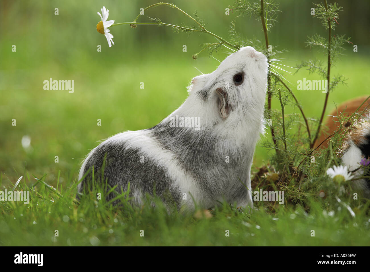 Pig sniff flowers hi-res stock photography and images - Alamy
