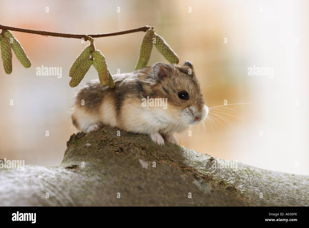 Campbells russian dwarf hamster phodopus hi-res stock photography and ...
