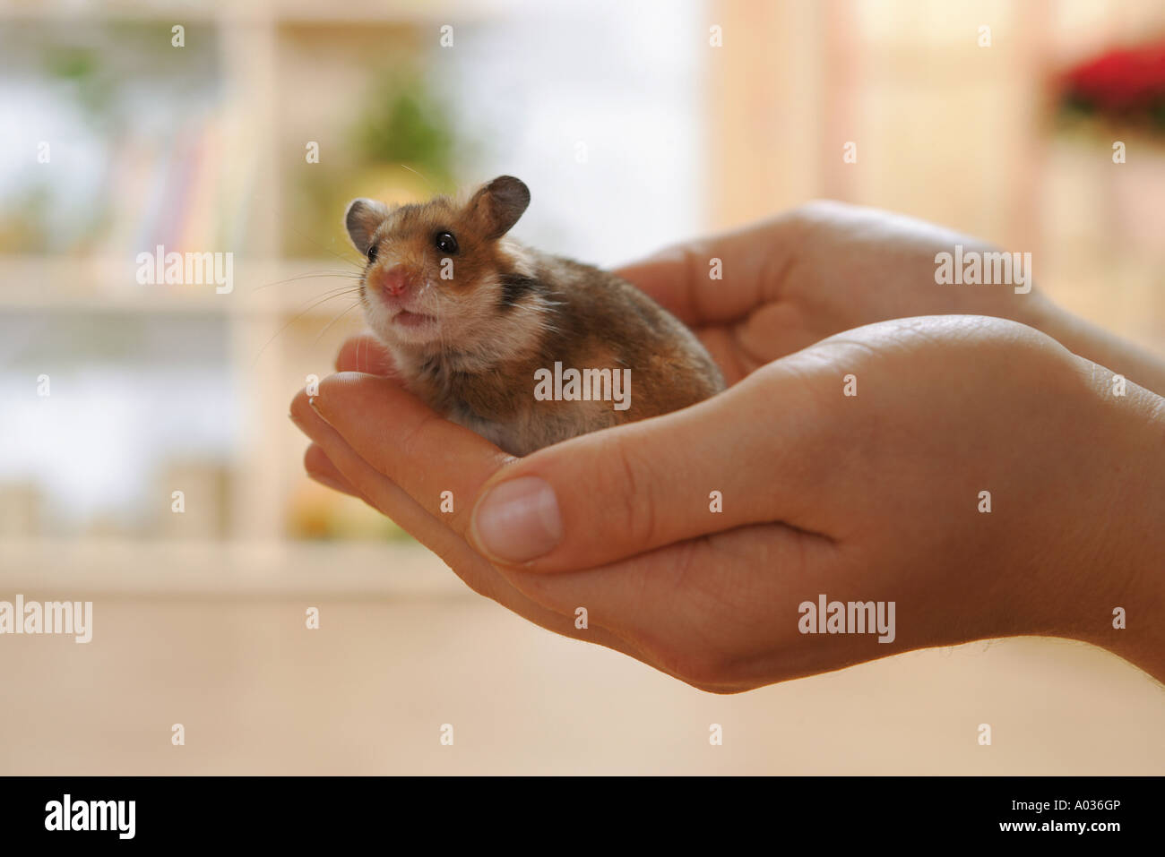 Hands holding hamster hi-res stock photography and images - Alamy