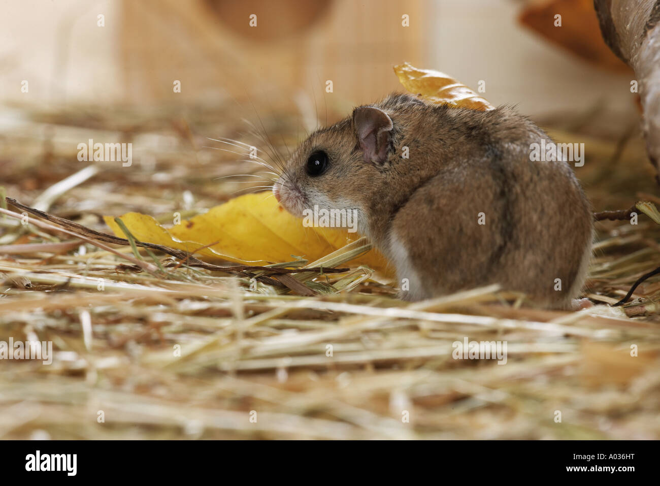 Chinese hamster hi-res stock photography and images - Alamy