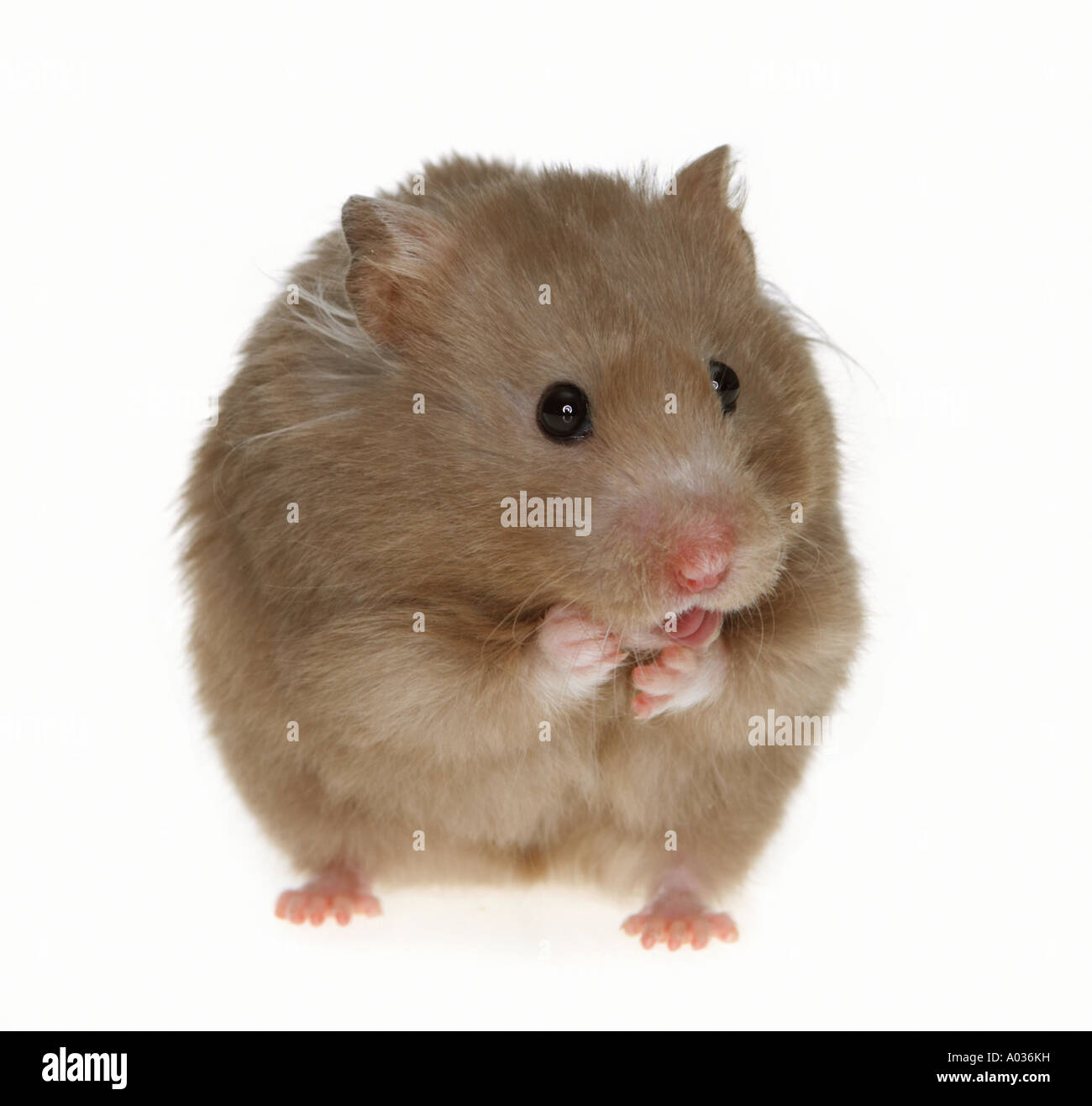 Golden hamster standing Cut Out Stock Images & Pictures - Alamy