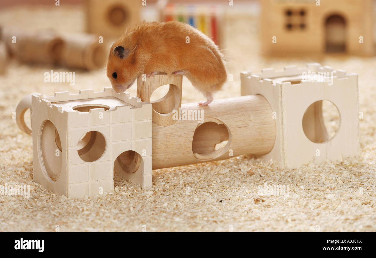 Hamsters playing hi-res stock photography and images - Alamy