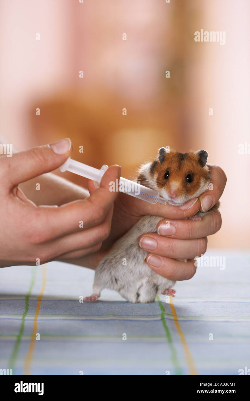 golden hamster - getting medicine Stock Photo - Alamy