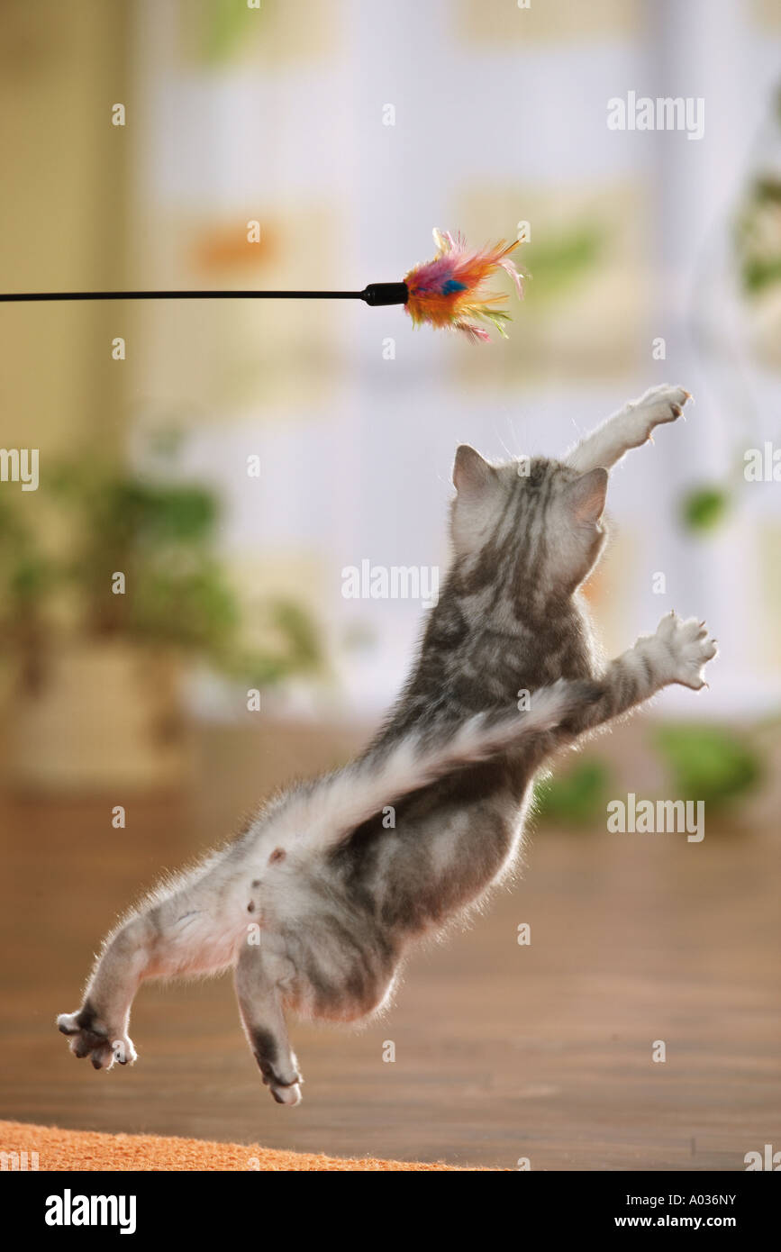 Motion tabby cat playing toy hi-res stock photography and images - Alamy