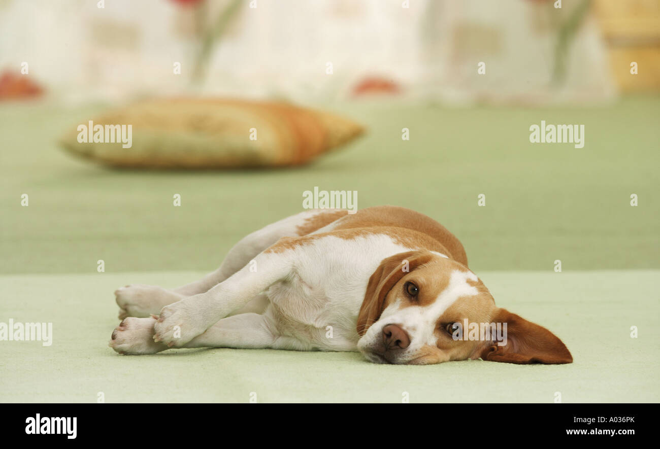 Beagle beagles hi-res stock photography and images - Alamy