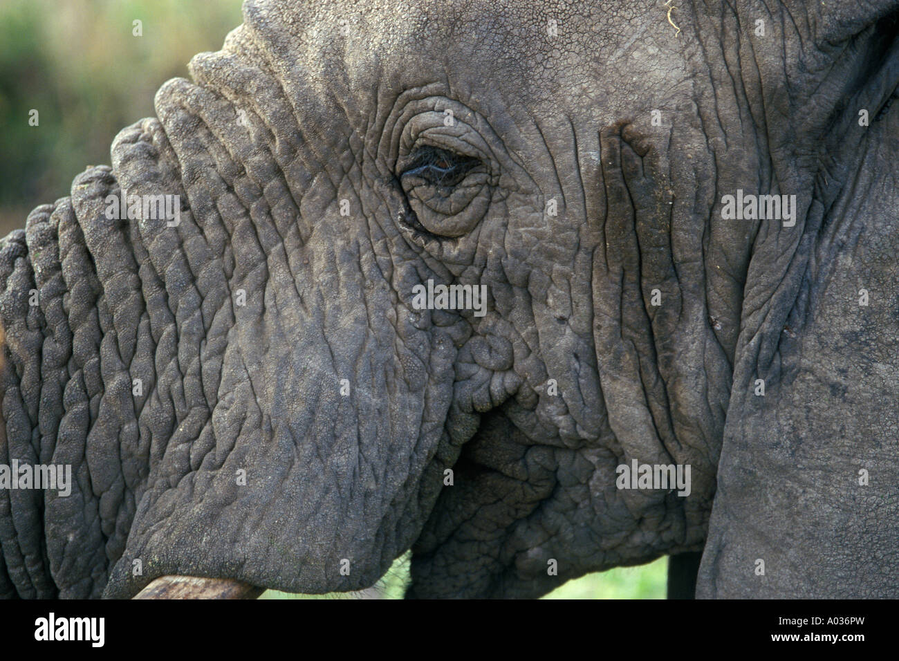 Very old elephant hi-res stock photography and images - Alamy