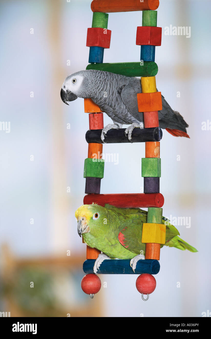 African amazon hi-res stock photography and images - Alamy