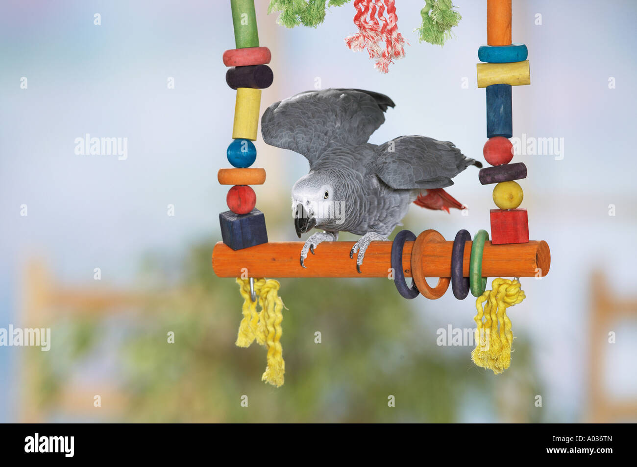 Congo African Grey parrot on ladder Stock Photo - Alamy