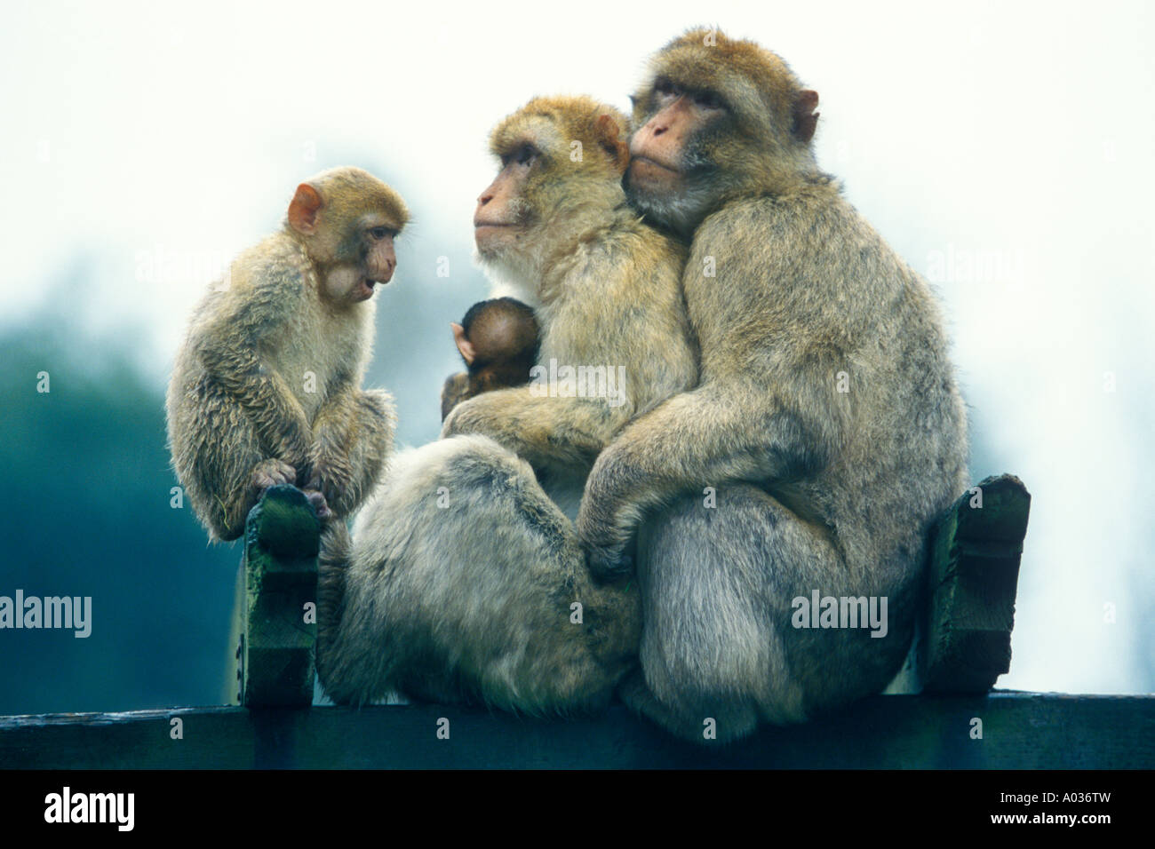 a family of magots (Macaca sylvanus) suggling against each other Stock ...
