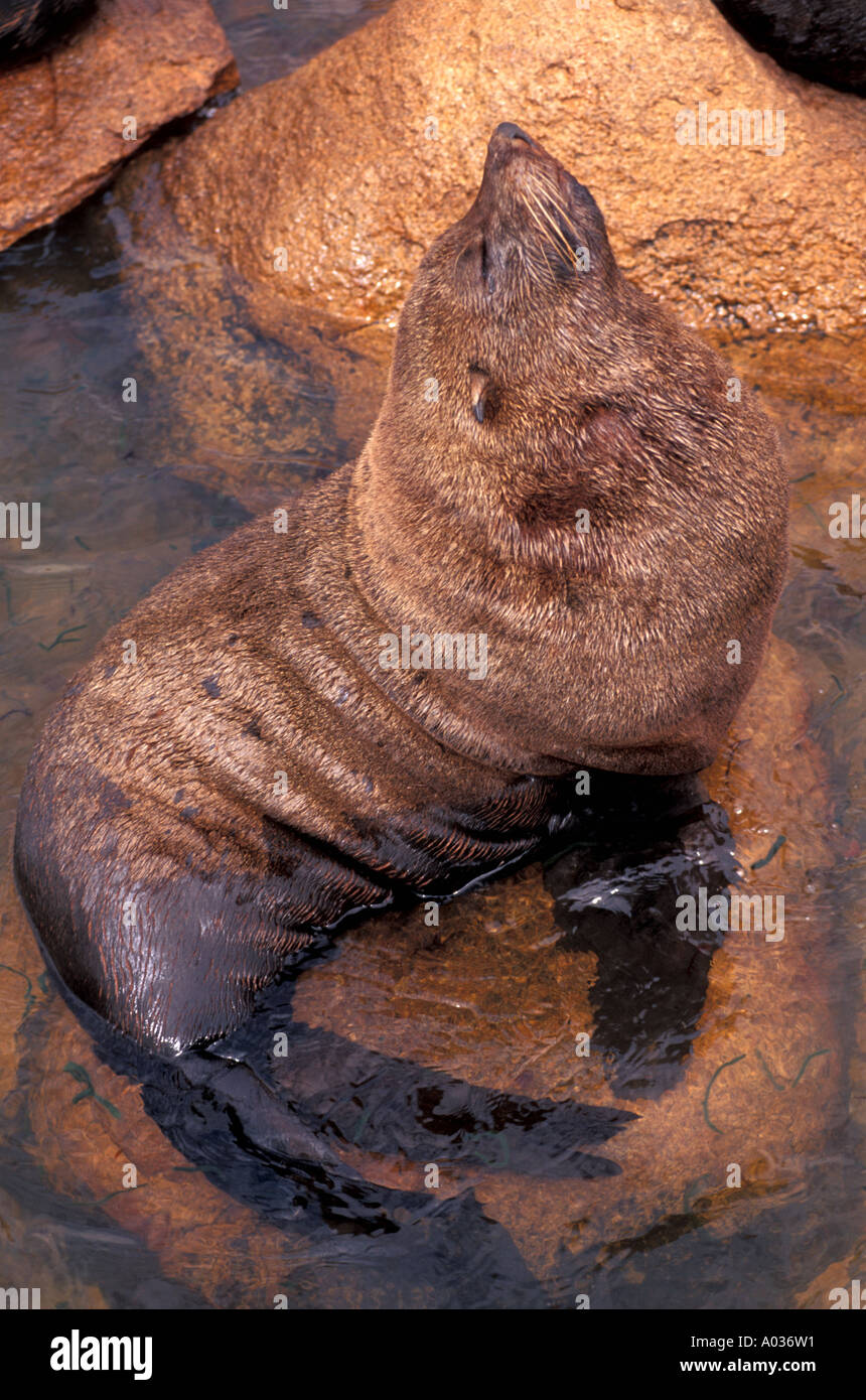 Isla de lobos uruguay hi-res stock photography and images - Alamy