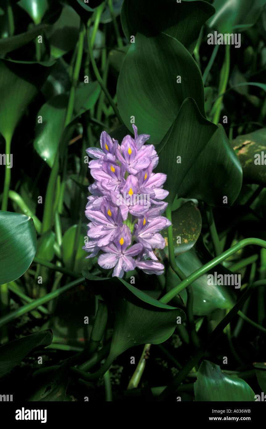 Water Hyacinth Flower Water Droplets floating aquatic plant ornamental ...