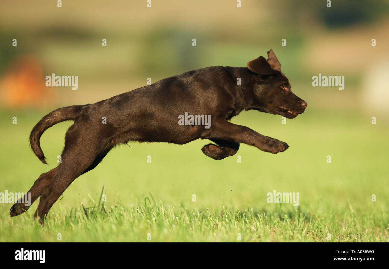 young Labrador Retriever ( brown ) - running on meadow Stock Photo - Alamy