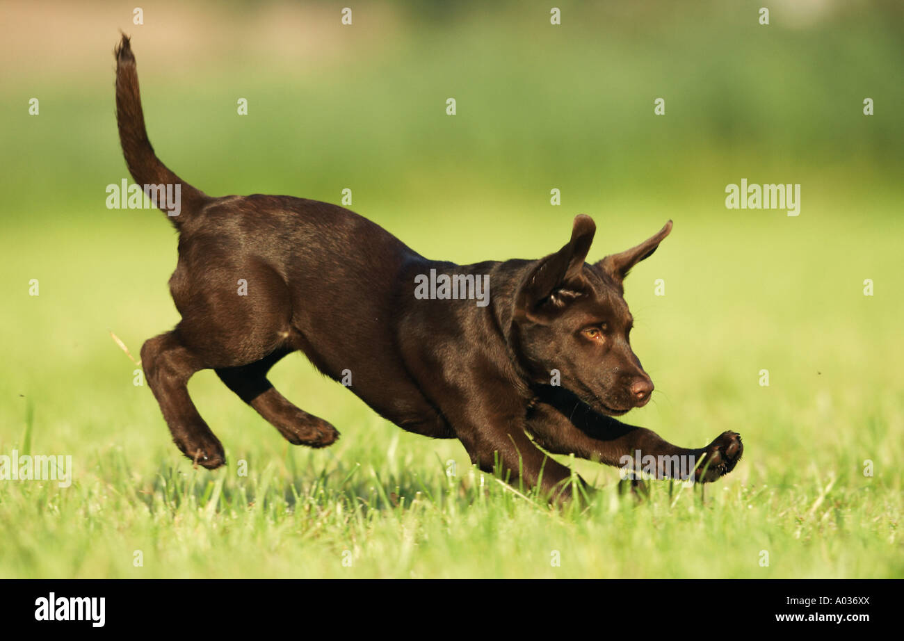 Young brown labrador hi-res stock photography and images - Alamy