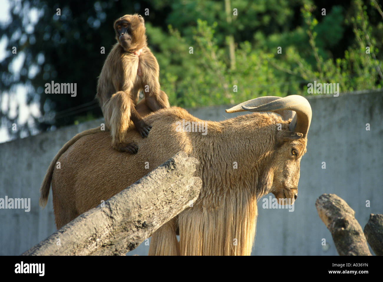 an ape riding a big sheep Stock Photo - Alamy