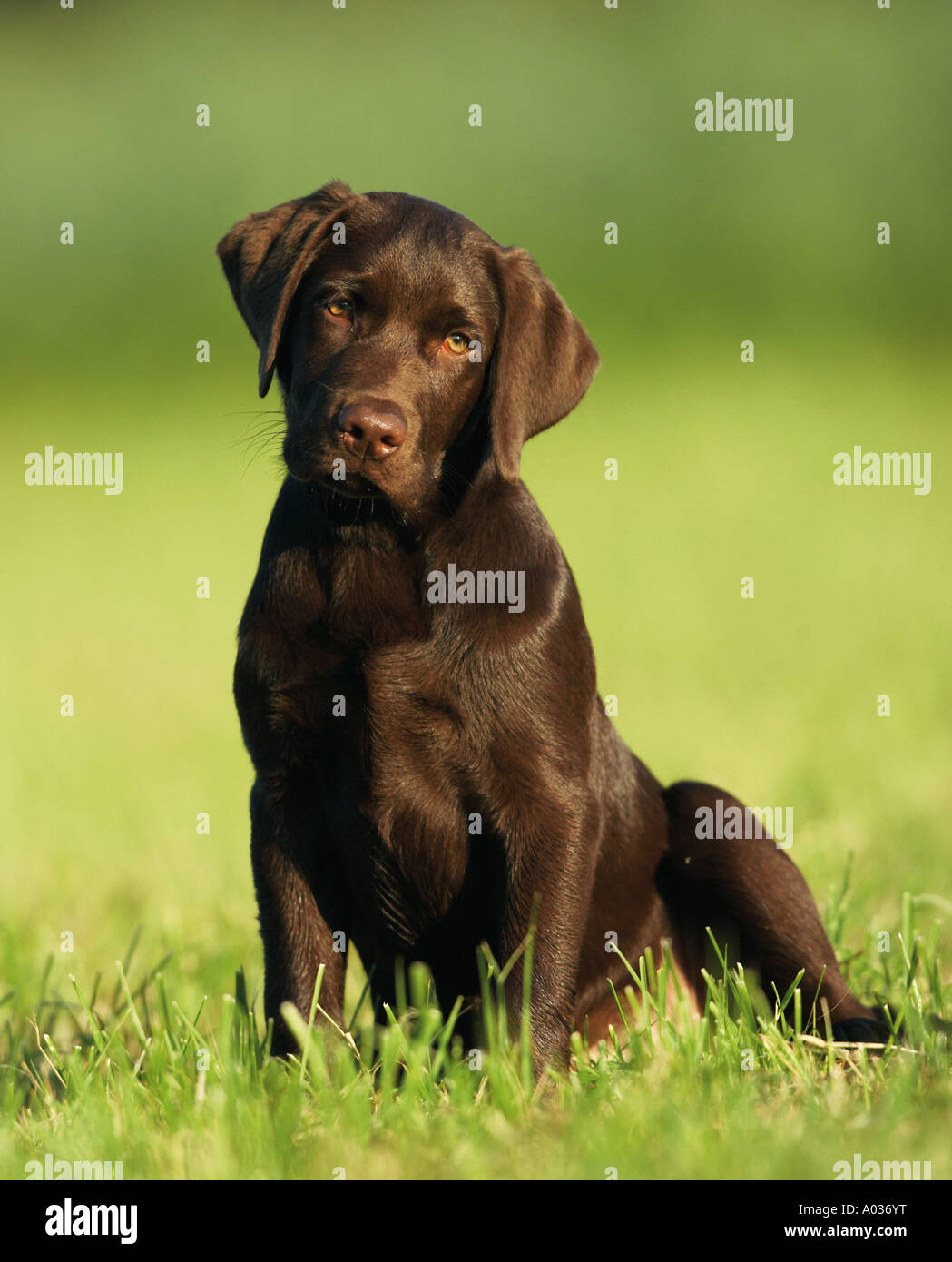 Labrador Retriever. Brown juvenile sitting on a meadow Stock Photo - Alamy