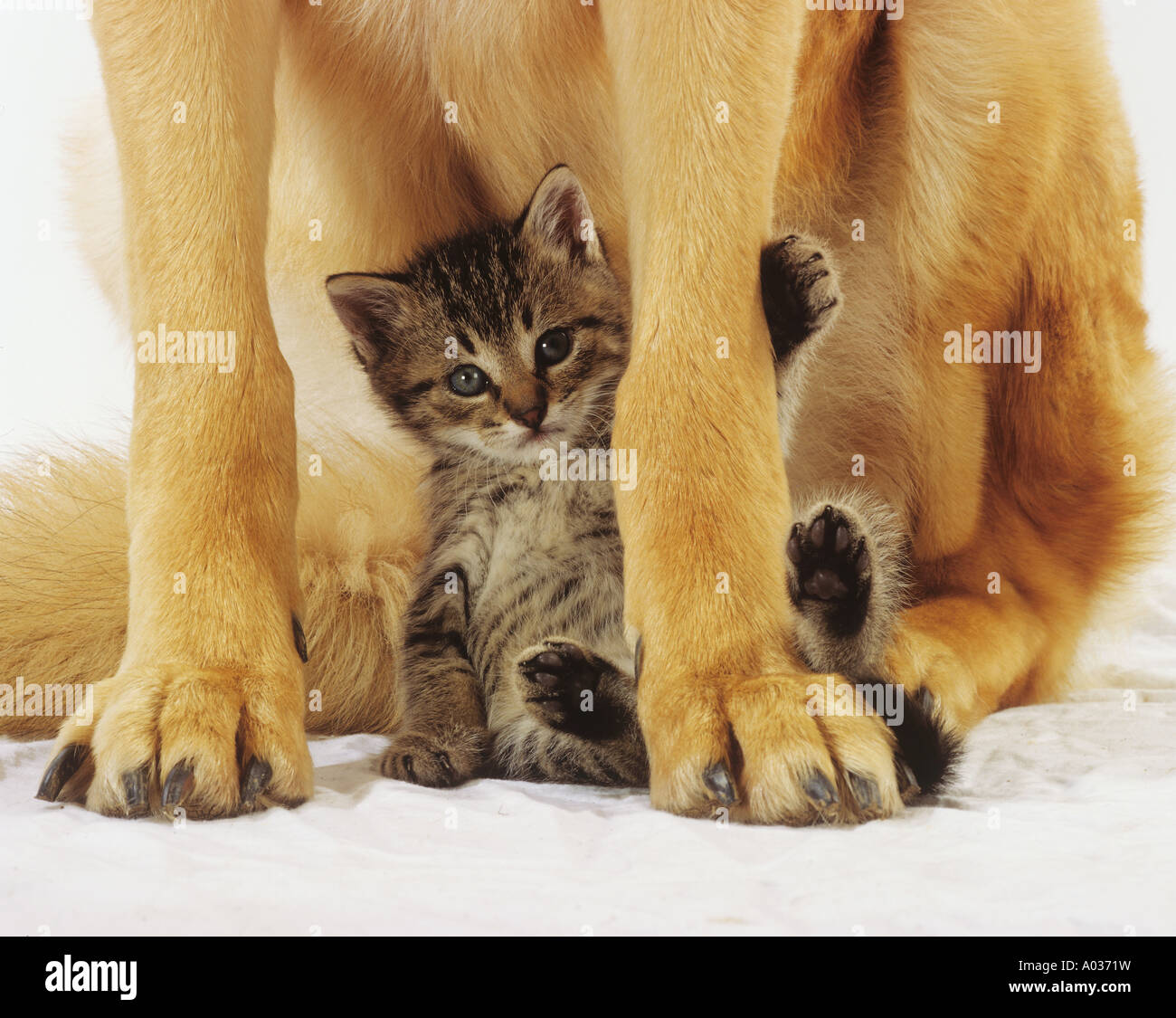 Friendship between dogs hi-res stock photography and images - Alamy