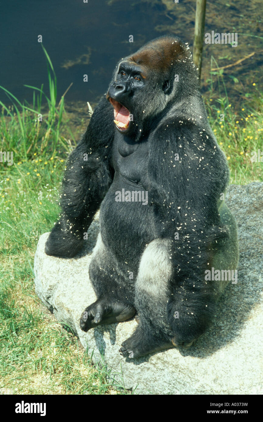 Silverback Gorilla Roaring