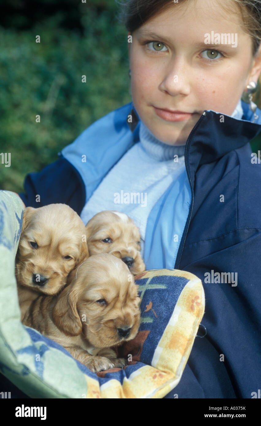 Cocker Spaniel Puppy Children High Resolution Stock Photography and ...