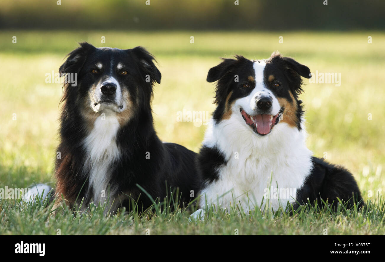 Two australian shepherds hi-res stock photography and images - Alamy