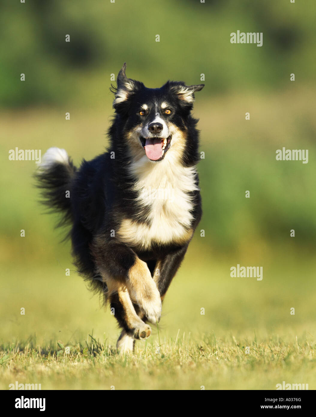 Australian shepherd runs on hi-res stock photography and images - Alamy