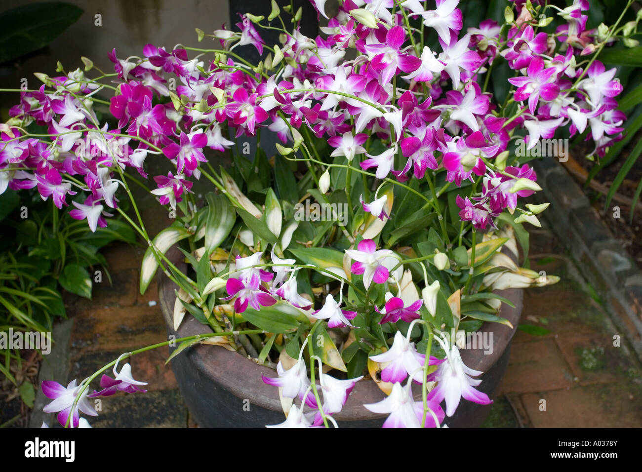 Tropical orchids Bangkok Thailand Stock Photo - Alamy