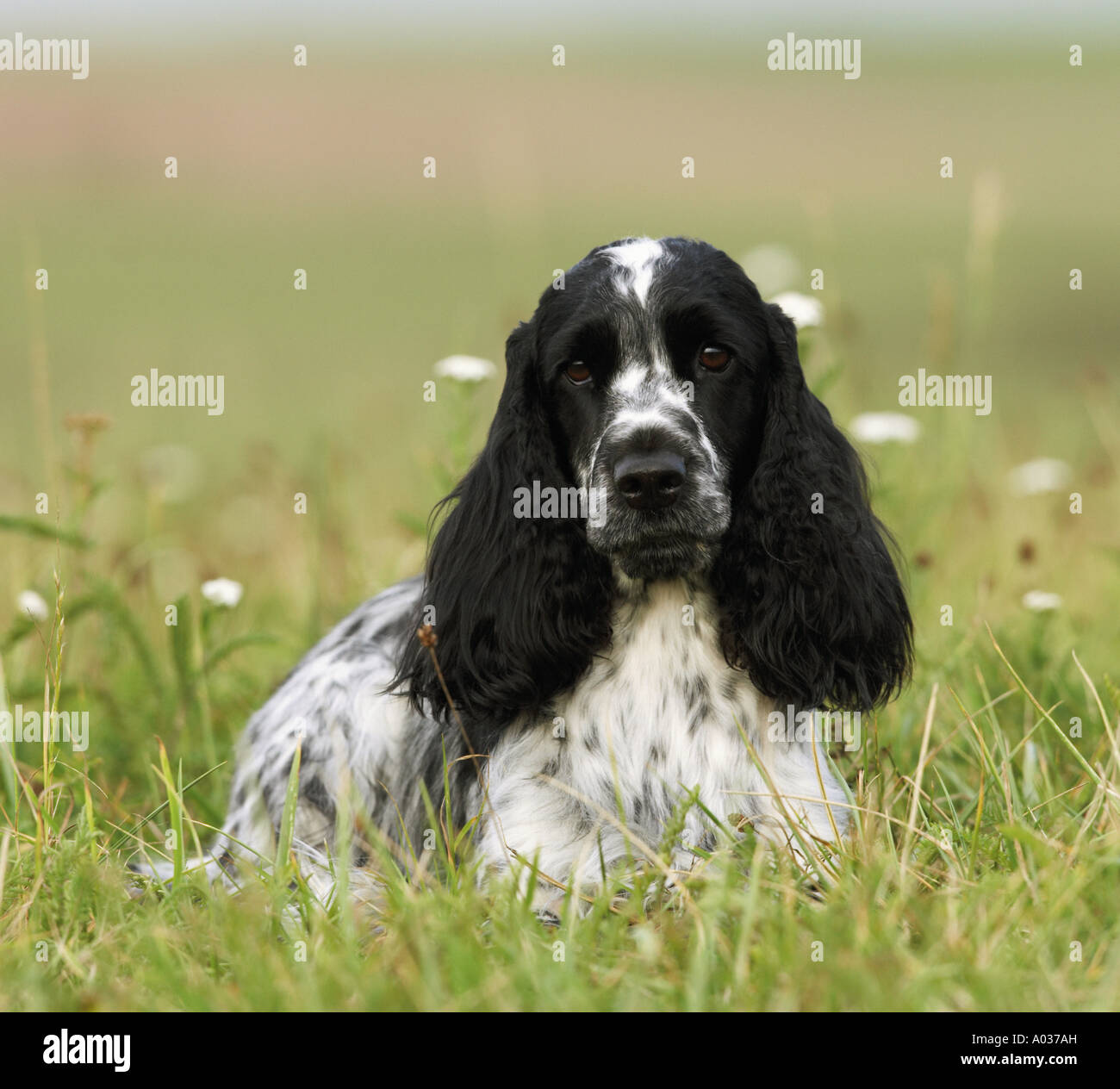 English cockers spaniels hi-res stock photography and images - Alamy
