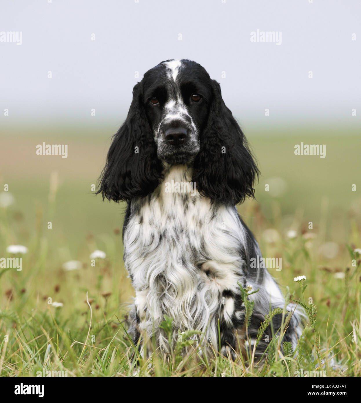 English cockers spaniels hi-res stock photography and images - Alamy
