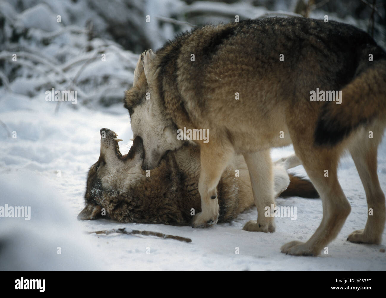Two fighting wolves hi-res stock photography and images - Alamy