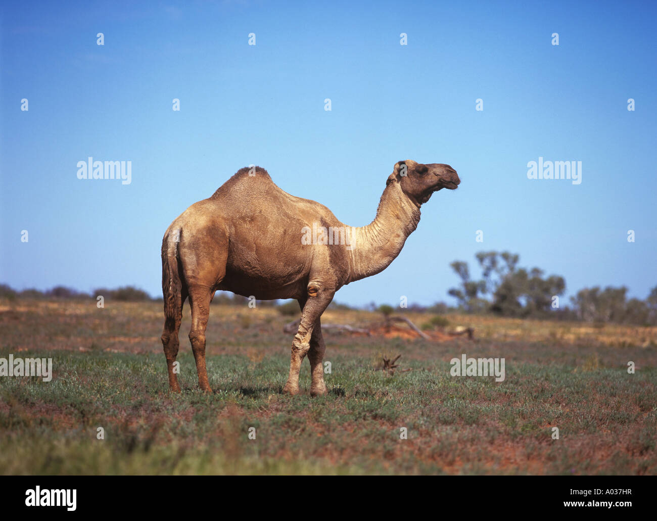 One-humped Camel, Dromedary (Camelus dromedarius), single individual ...